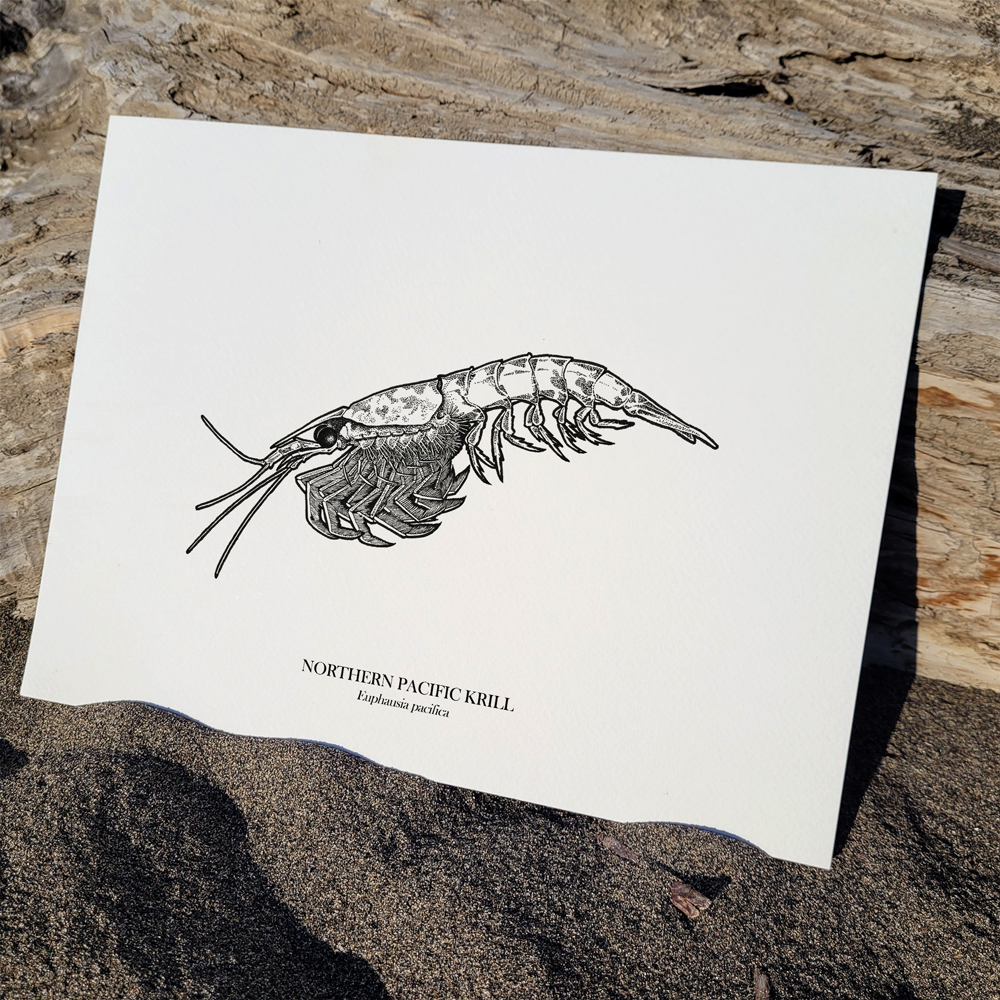 Northern Pacific Krill - Hammer and Pen Artists Collective